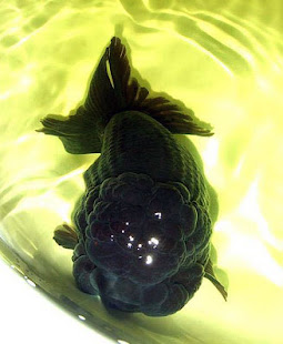 KOKI RANCHU INDONESIA