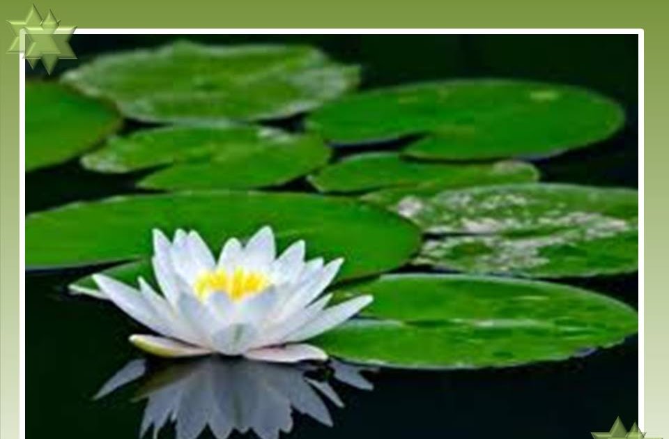 Bangladeshi culture: Shapla the national flower of Bangladesh