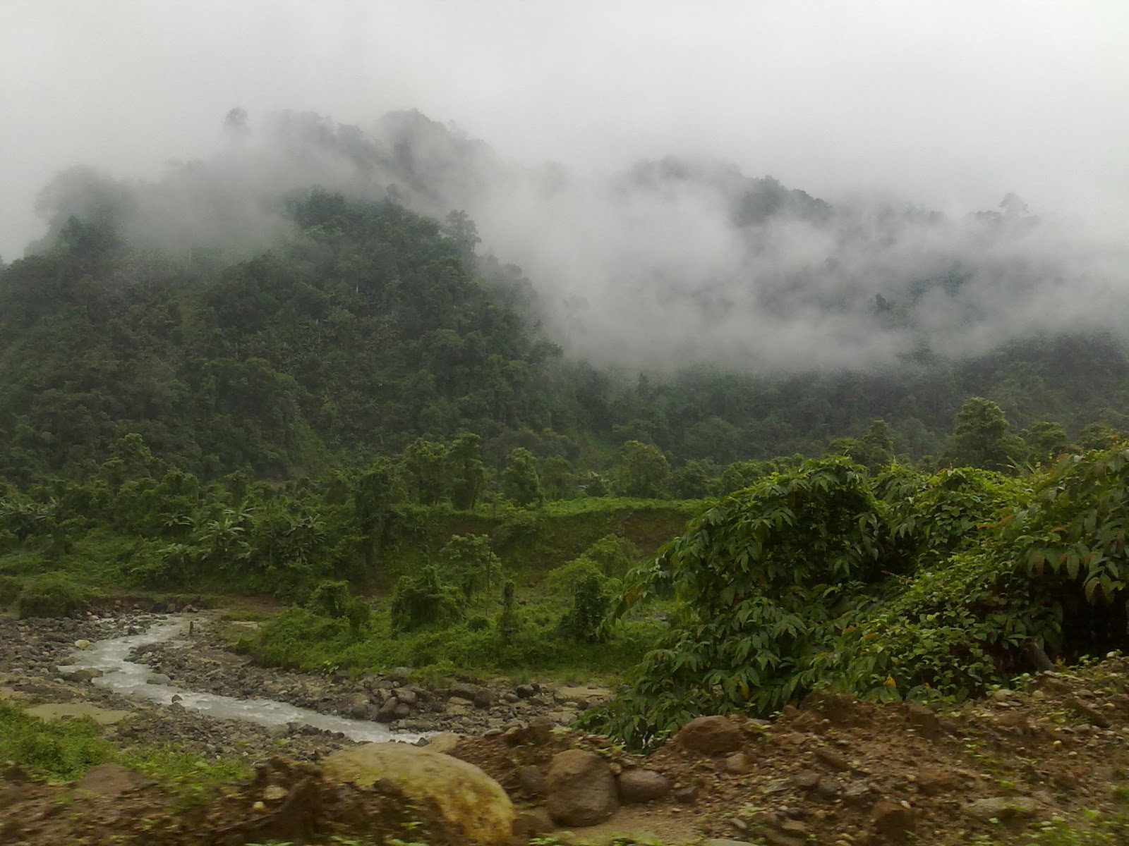 Rainforest of Assam: PHOTO GALLERY