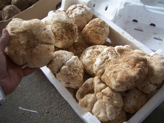 Love All Races: Why Desert Truffle is Special