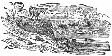 Aesop's Fable Stories: The Donkey Carrying Salt