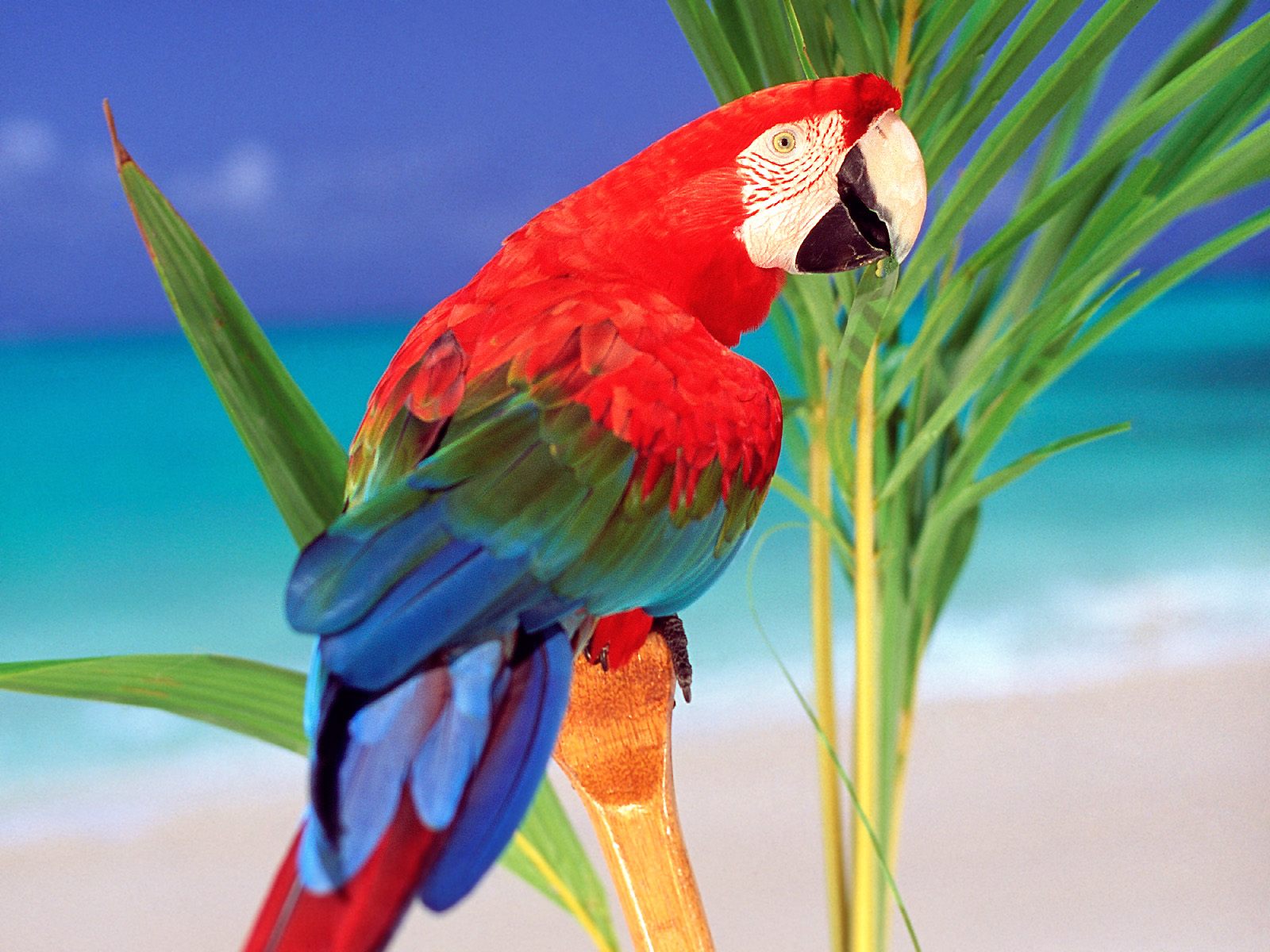 Parrot Picture - Wide 1600 x 1200 | Hd Desktop Wallpaper
