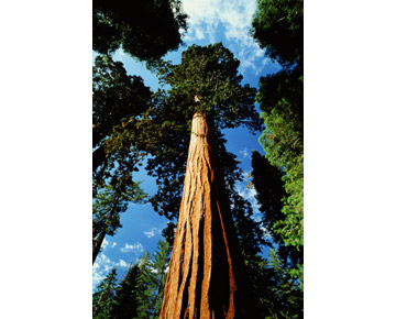 EXTREME: L'albero vivente più alto