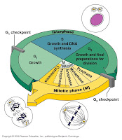 CSIR LIFE SCIENCE PREPARATION: Fundamental Processes - Overview of the ...