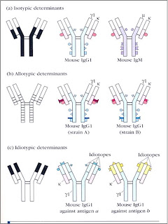 CSIR LIFE SCIENCE PREPARATION: Antibody Classes