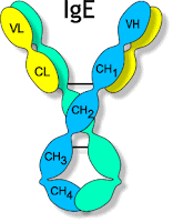 CSIR LIFE SCIENCE PREPARATION: Antibody Classes