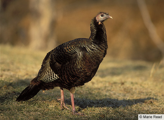 Mr. Williams 6th Grade Science Blog: Bird of the Week - Xll Monday ...