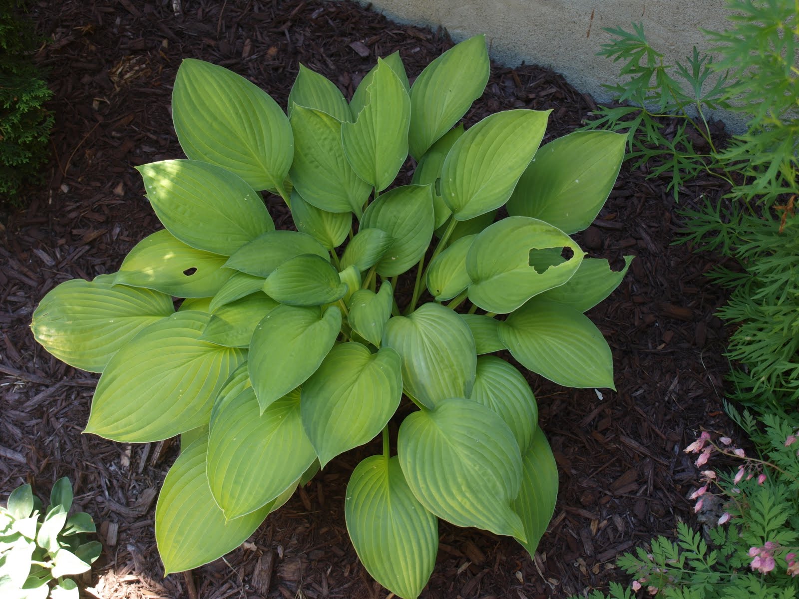 My Cottage Garden: Hosta Delight