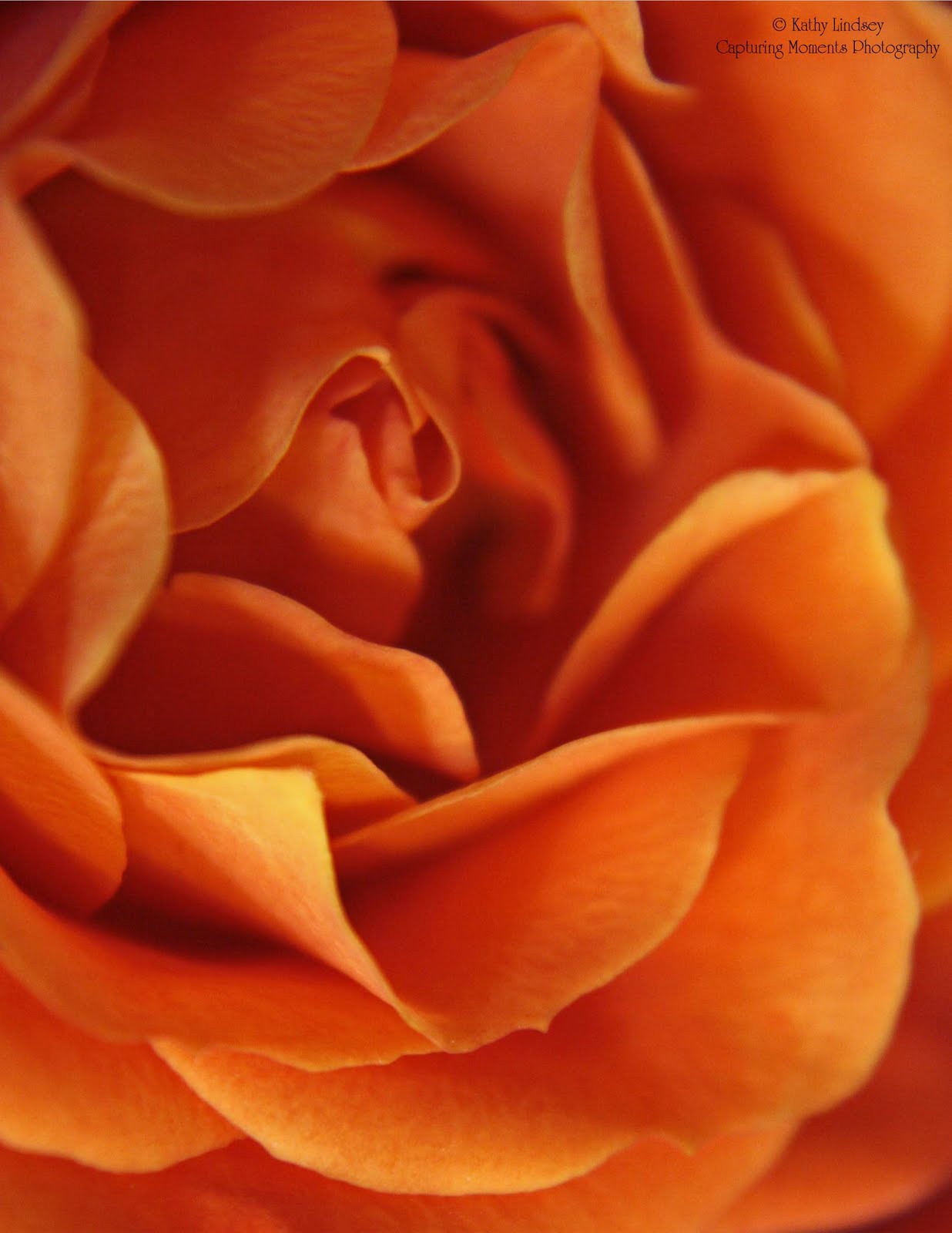 Kathy Lindsey Capturing Moments Photography: Orange Roses