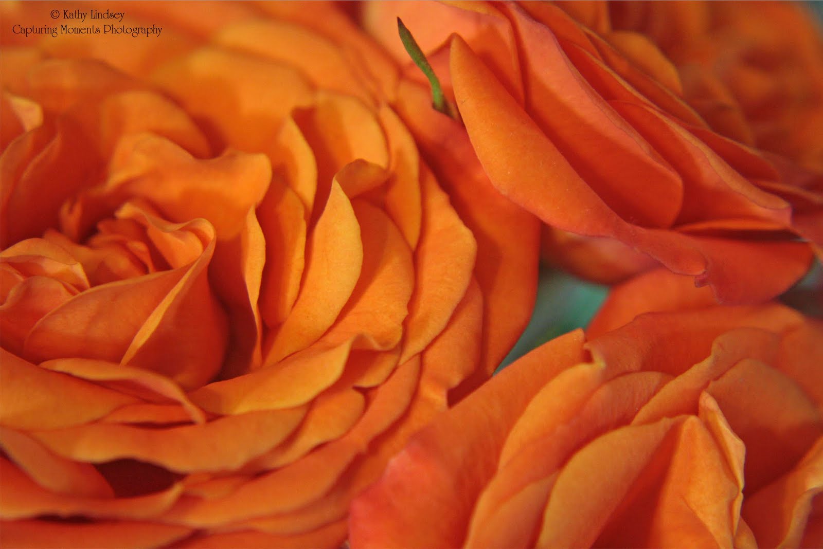 Kathy Lindsey Capturing Moments Photography: Orange Roses
