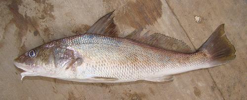 Pesca Amadora: Pesca de Praia