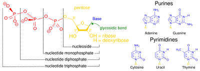 Protein Engineering: Nucleobase