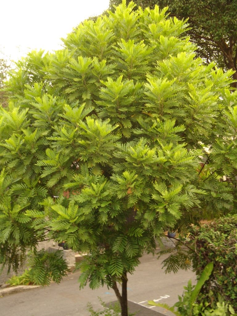 listen to it grow: Filicium decipiens - Fern-leaf tree