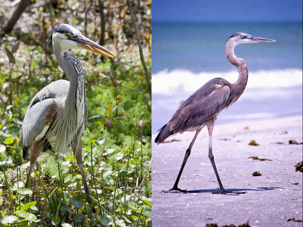 Florida Image Tools: Photographing Florida's Herons