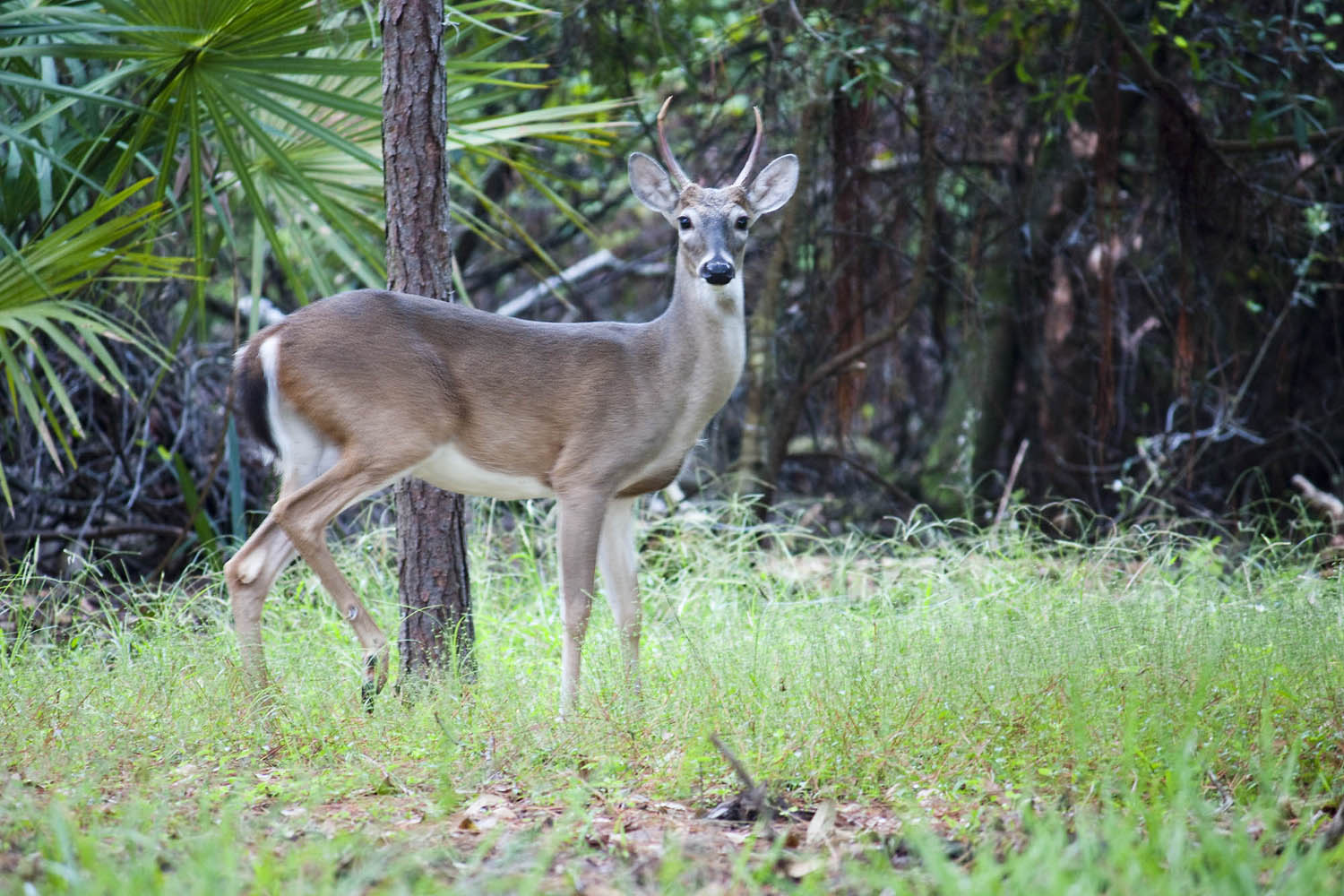 Florida Image Tools: Florida white tailed deer