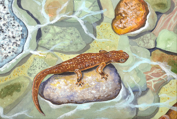 Christine Elder Art & News: Recent Illustration - Coyote's Song