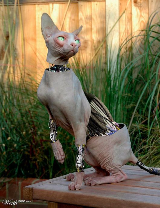 Pictures Gallery: Cool Robotic Animals