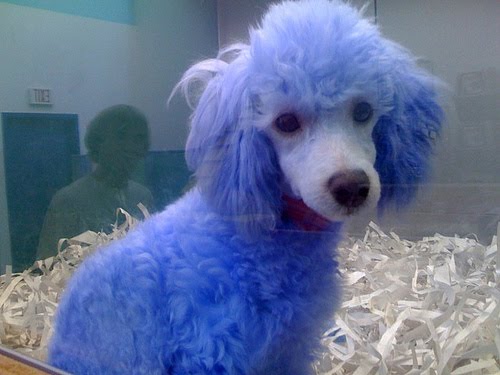 Mvp's baller dog : r/starcraft