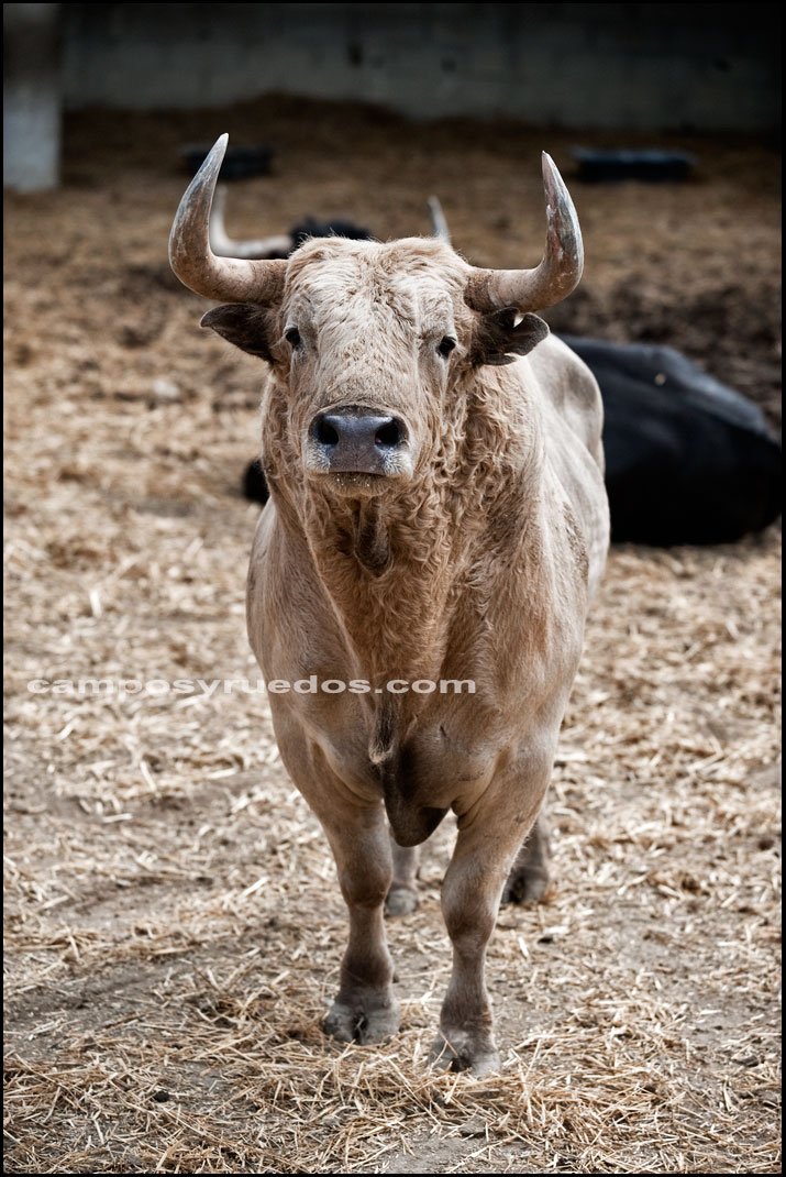 TORO PRENSA PERU: un toro de PRIETO DE LA CAL para la corrida concurso ...