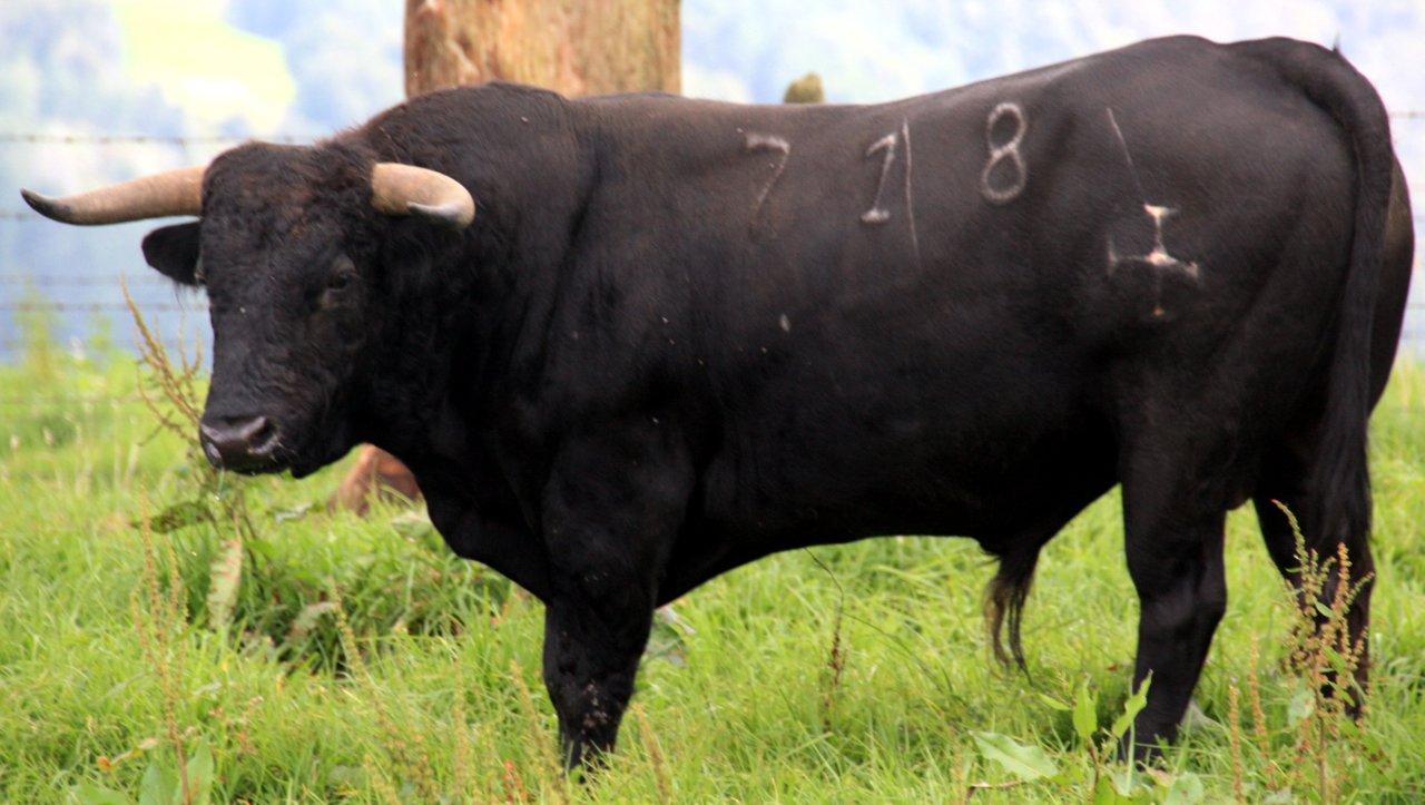 Imágenes de un toro - Imagui