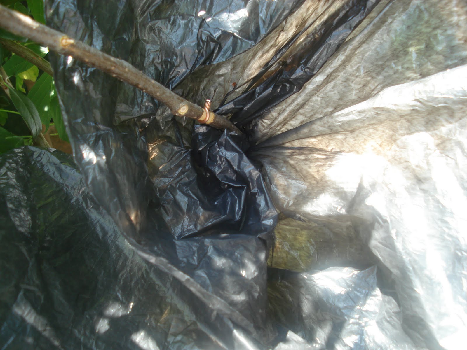 Lortz Garden: Metode de inmultire - Marcotajul