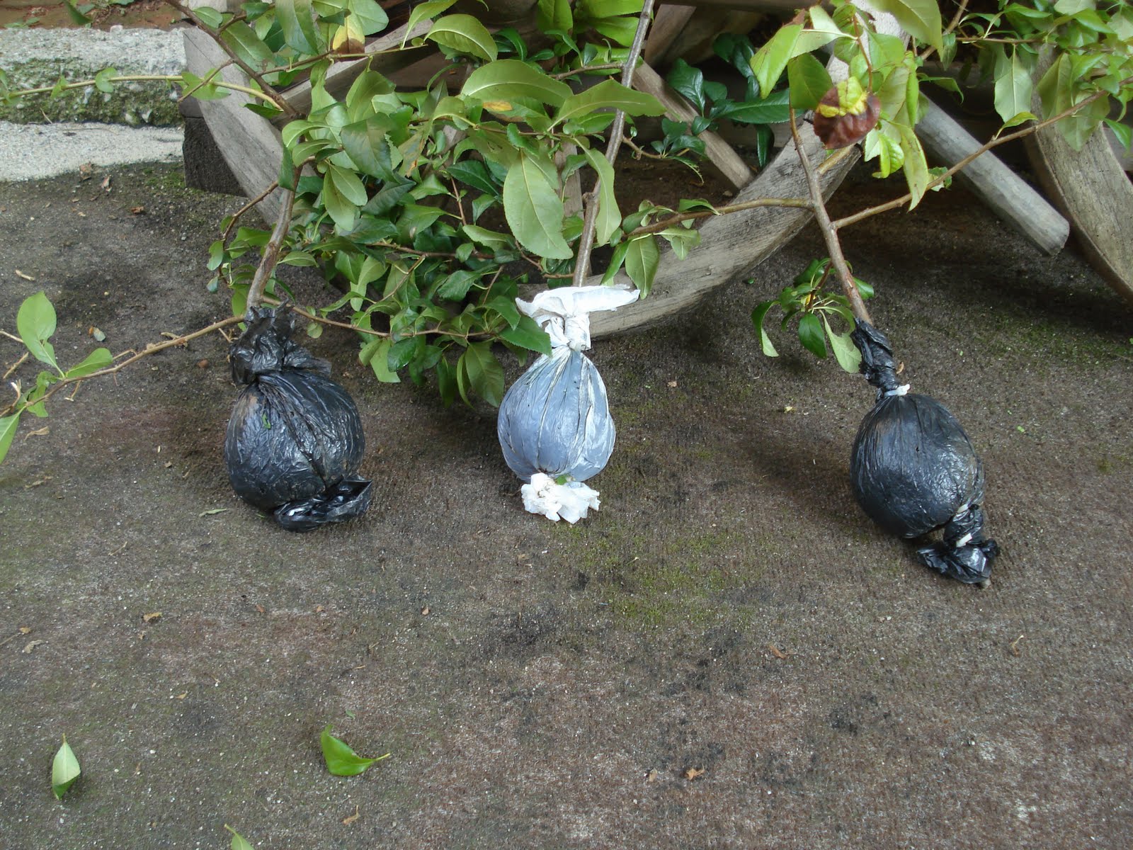 Lortz Garden: Metode de inmultire - Marcotajul