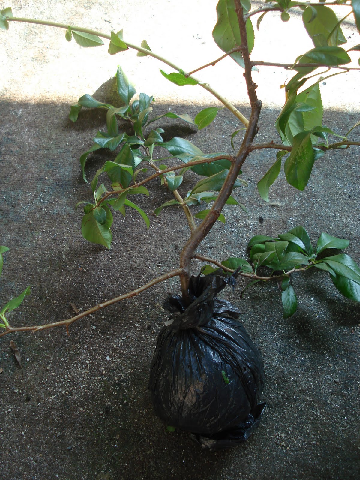 Lortz Garden: Metode de inmultire - Marcotajul