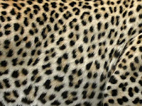 NYHK: The Spotted Felines