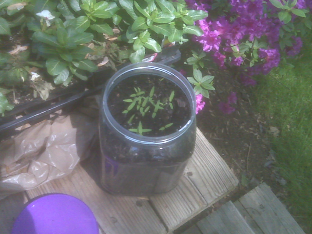 Manx Marvels - North American Manx Association