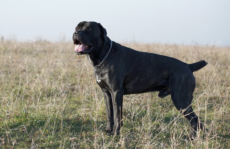 Cane corso - Khan