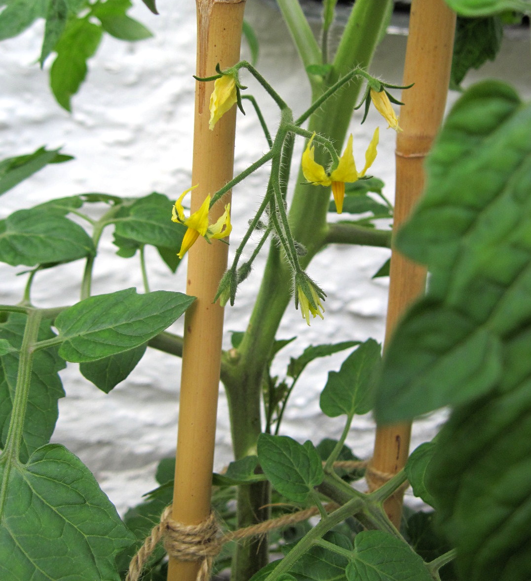 Flutterby Patch: Busy doing nothing!