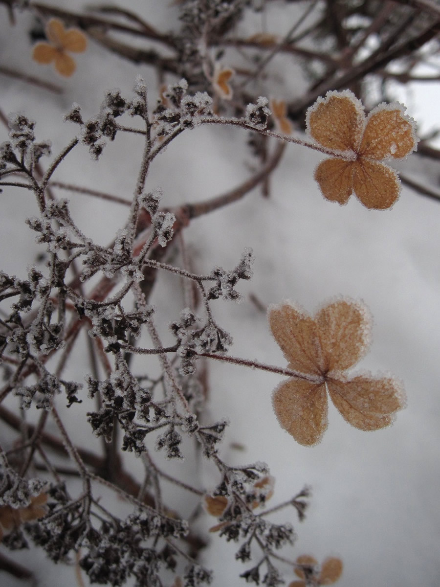 Flutterby Patch: 2010