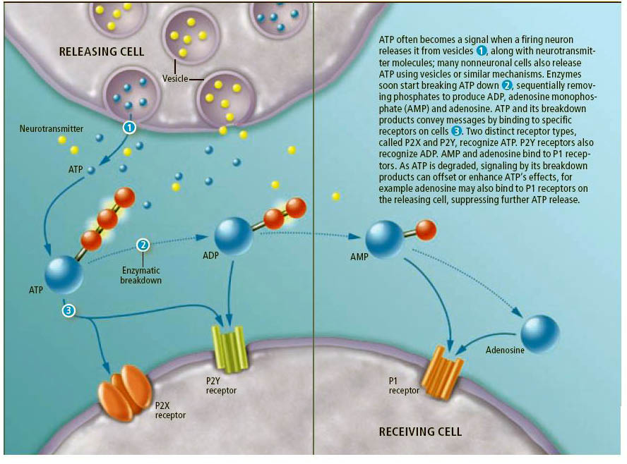 Neurotransmissores: ATP UM NEUROTRANSMISSOR???