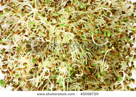 useful web sites and some useful stuff: Types of Sprouts (Molakalu ...
