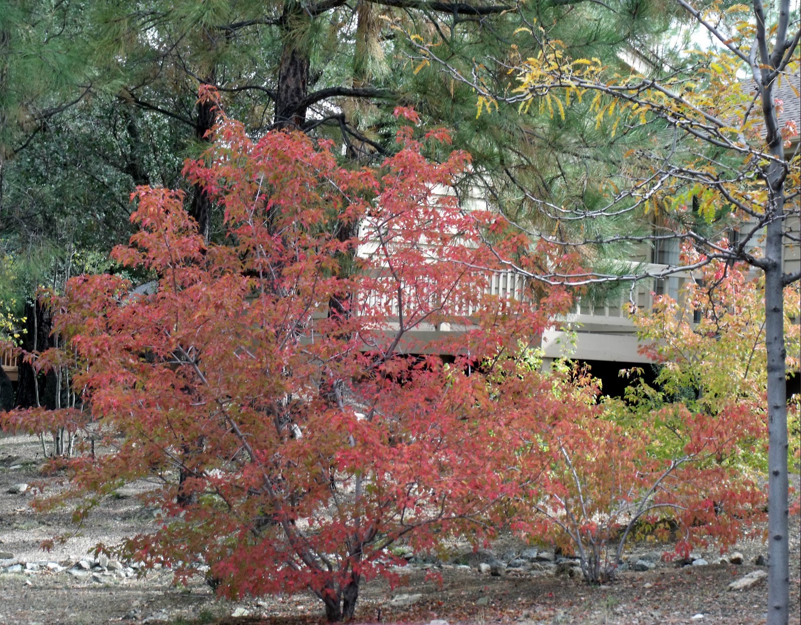 Preskittgurl: Scenes of Fall - In & Around Prescott, Az.