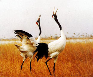 LA CIENCIA DE LA VIDA: LOS ANIMALILLOS DE LAS PELÍCULAS DE ANIMACIÓN ...