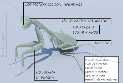 Museo de la Ciencia: MANTIS: ¡NO HAY PELIGRO!