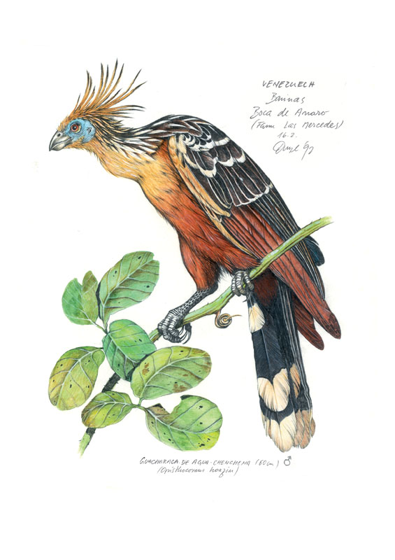 LA CIENCIA DE LA VIDA: ARTE & ZOOLOGÍA (IX). HOATZIN.