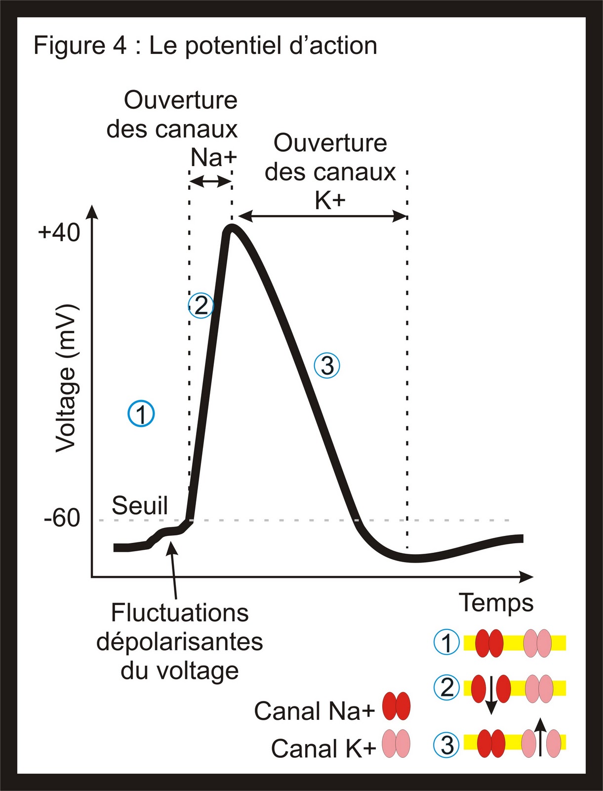 LeCerveau: L’électricité et le cerveau