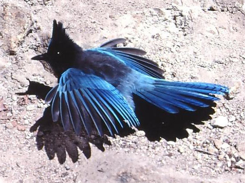 The Life of Sweet Birds: STELLER'S JAY BIRDS