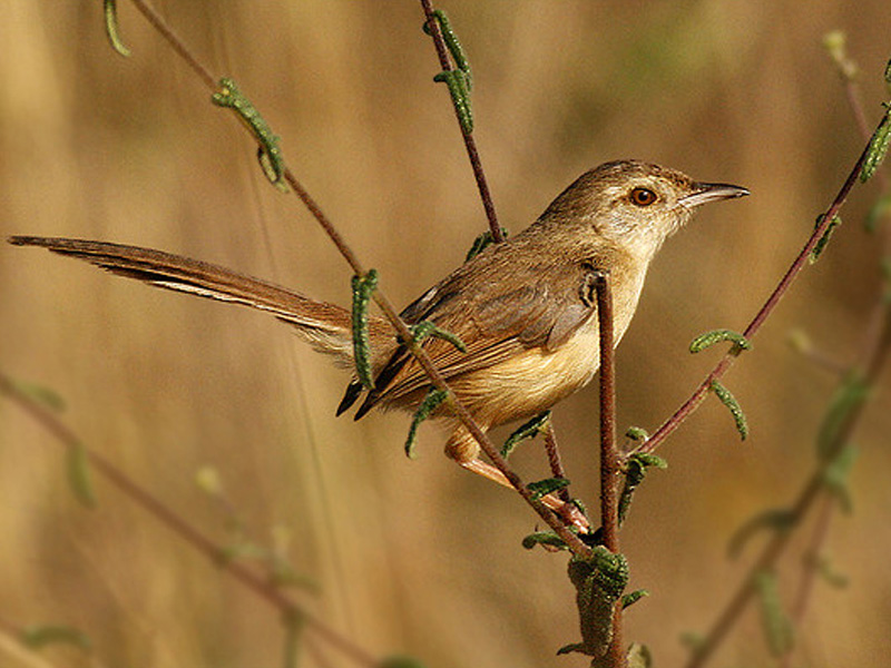 The Life of Sweet Birds: PRINIA LITTLE BIRDS