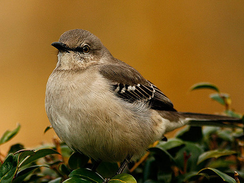 The Life of Sweet Birds: MOCKING BIRD