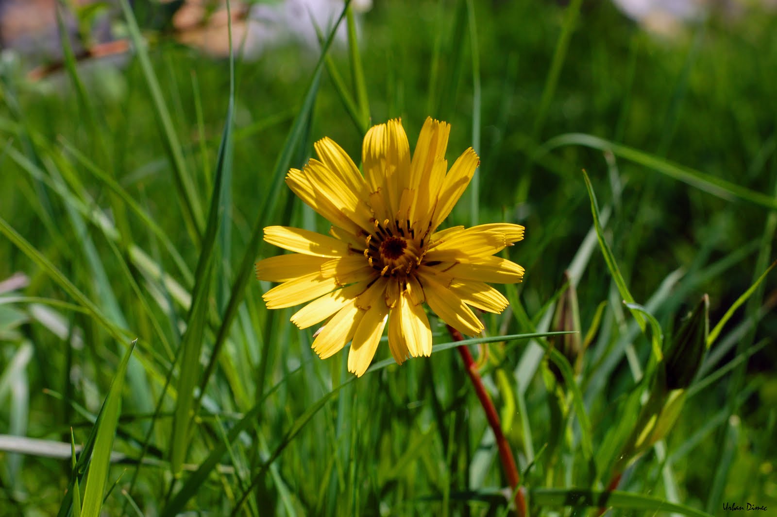 skozi steklene oči: rožice