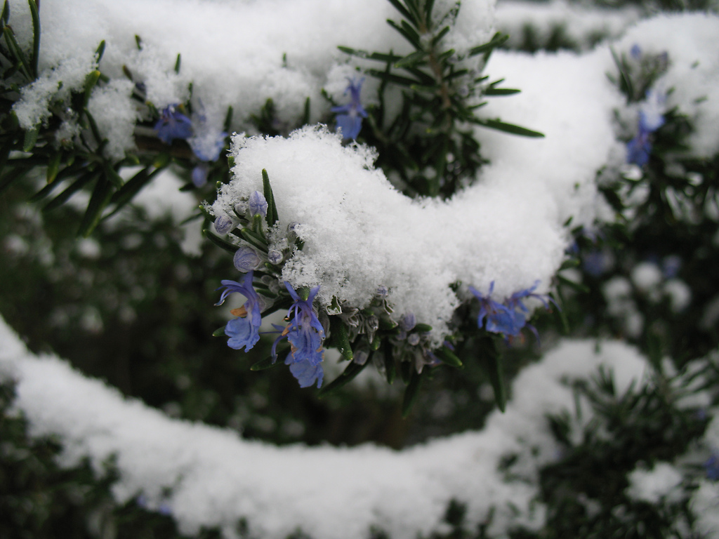 Shoreline Area News: Photo: Snow on Rosemary