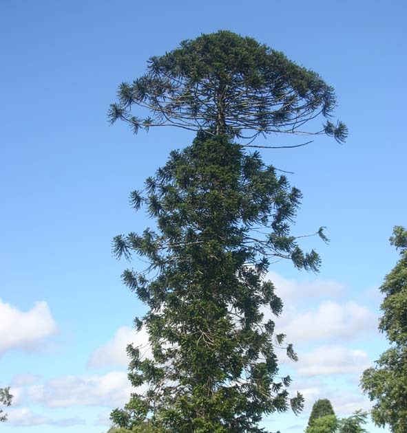 Toowoomba Plants: Bunya Pine, Araucaria bidwillii