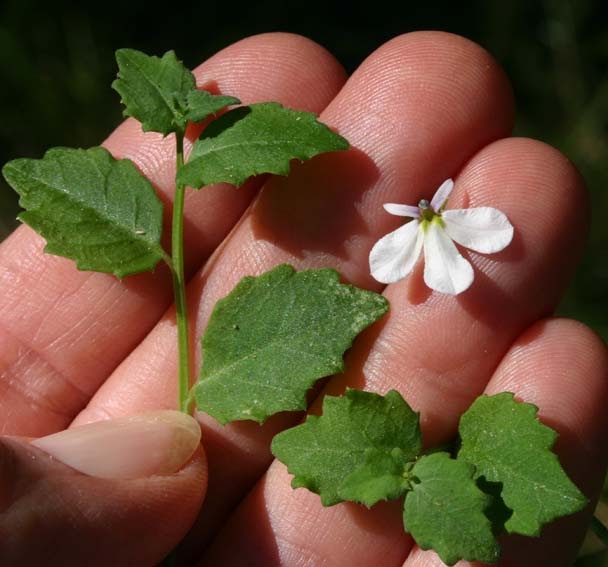 Toowoomba Plants: White-root