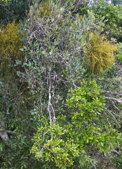 Toowoomba Plants: July 2010