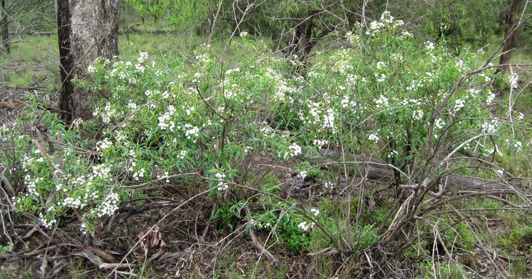 Toowoomba Plants: Sticky Daisy Bush