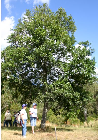 Guioa - Alchetron, The Free Social Encyclopedia