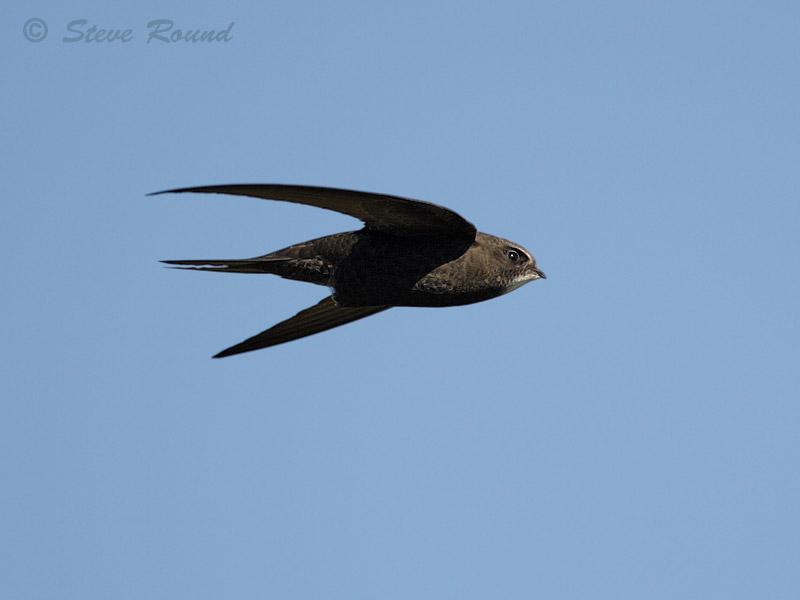 Steve Round Wildlife Photography: Flying Swifts